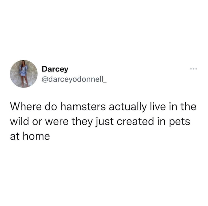 Hamster question. - 9GAG