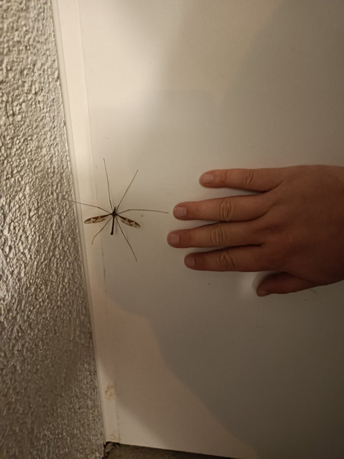 Legends are true: El Mosco - 9GAG