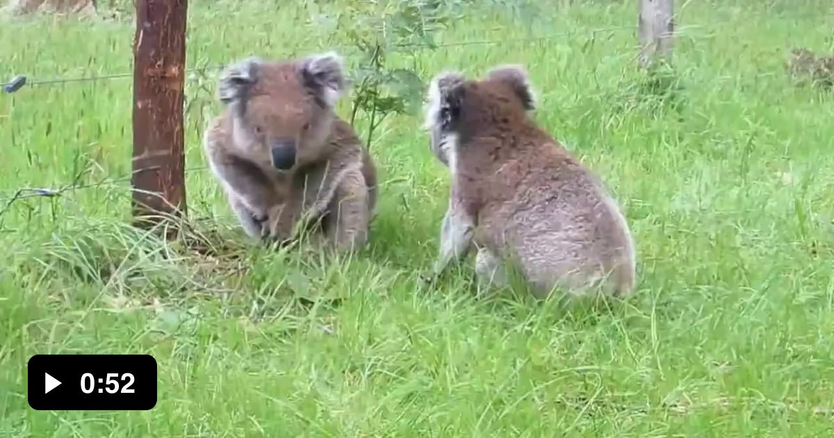 Two alpha koalas in horrific clash for mating rights - 9GAG