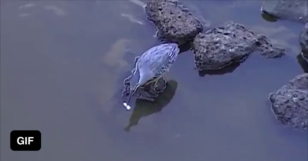 Bird luring a small fish using bait. - 9GAG