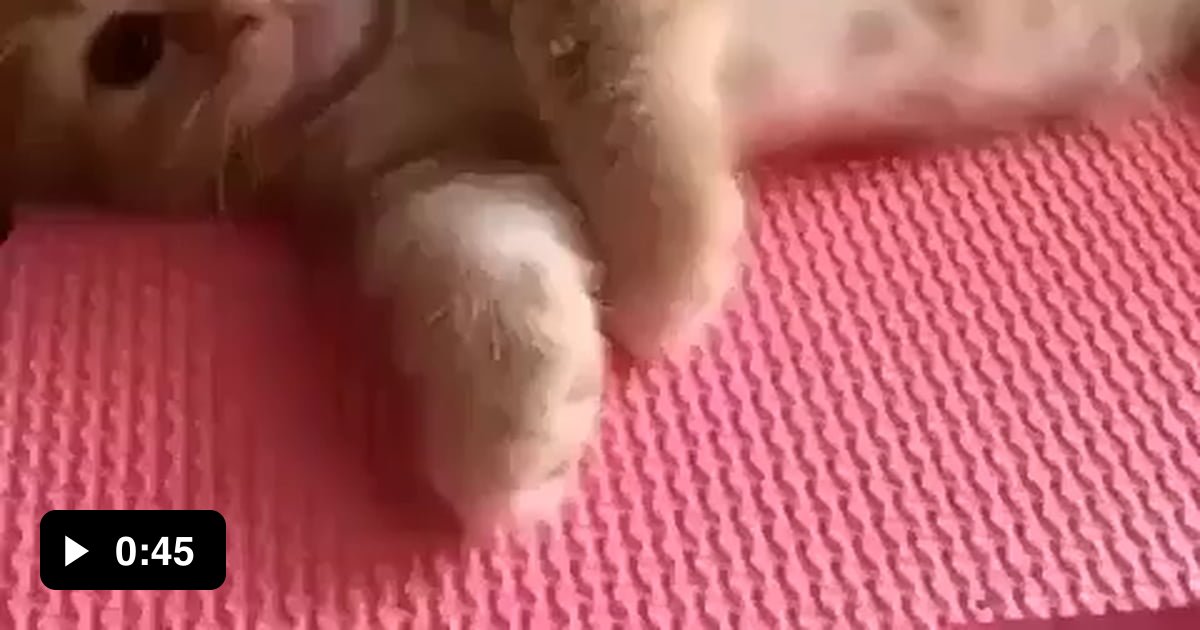 Sleepy kitten yawn and stretching session - 9GAG