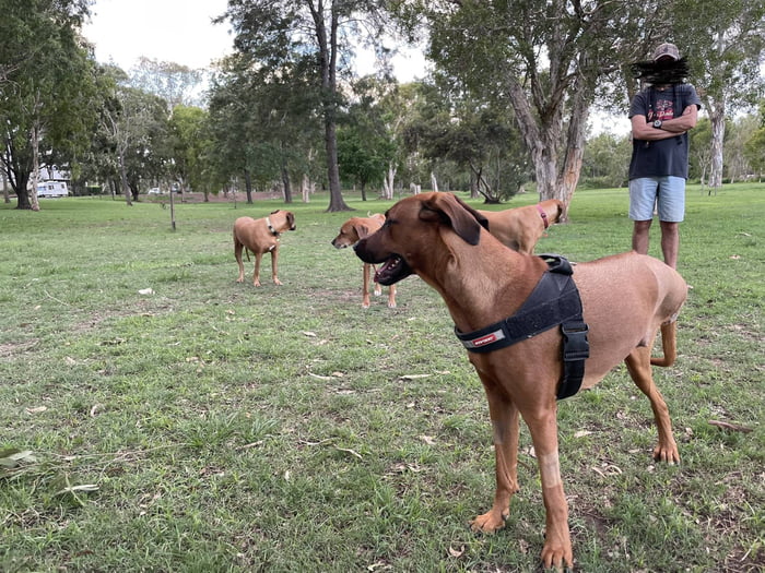 The legless doggo - 9GAG