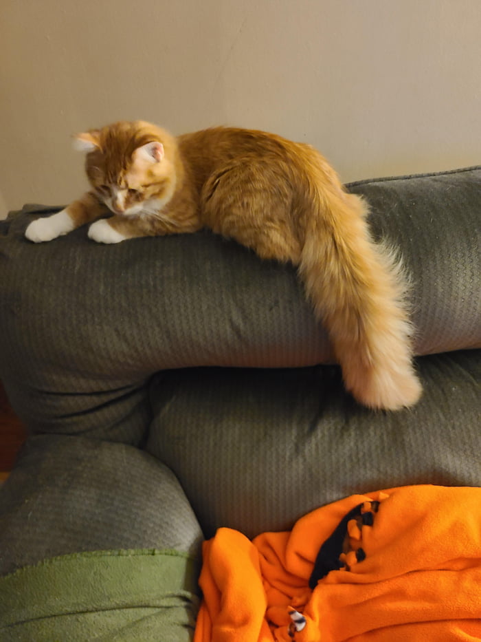 Mr. Fluffy butt, aka Murphy - 9GAG