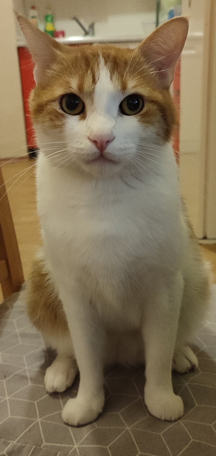 Rate my cat from 1 to 10 - 9GAG