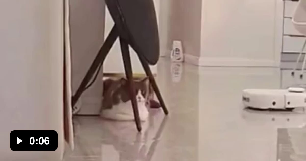 Cat misconduct and harassment is a thing now - 9GAG