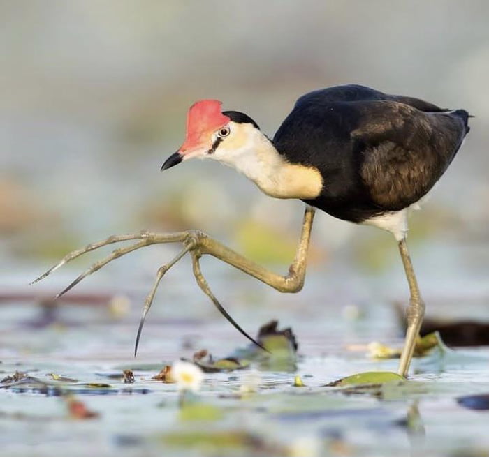 The Jacana bird uses its freakishly large feet to help it walk across ...