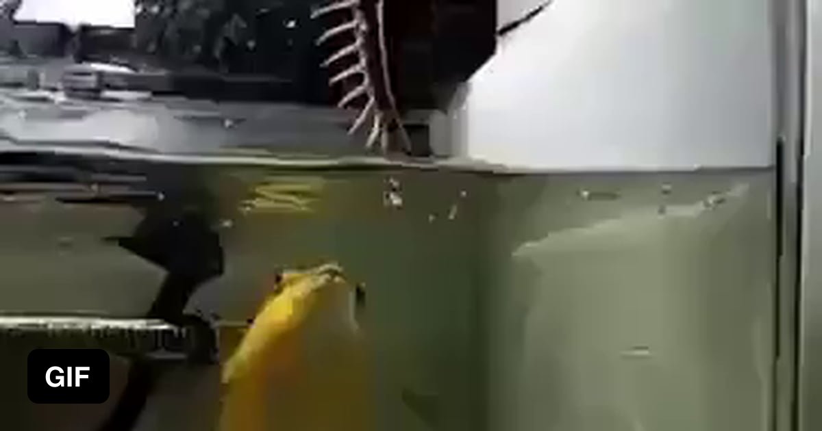 Fish who eats everything thrown at it - 9GAG
