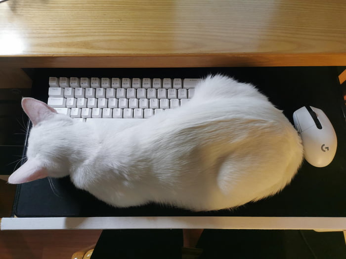 White theme keyboard, mouse, and cat. - 9GAG