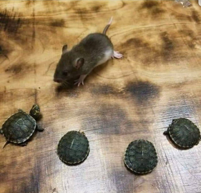 Teenage mutant Rats! - 9GAG