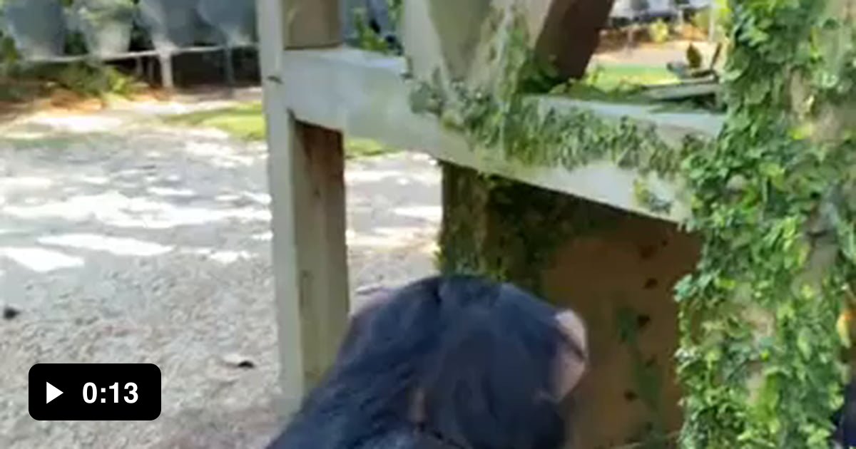 Monkey helping and then bumping fists. - 9GAG