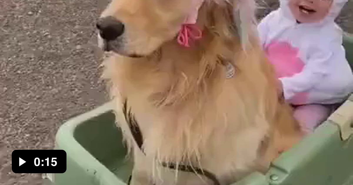 It's so fluffy! - 9GAG