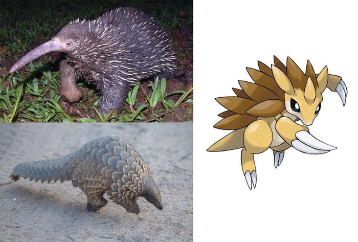 Sandslash was likely inspired by echidnas and pangolins. These are the ...