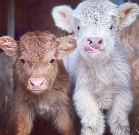 These lil cows though. Why is the little one so mad? - 9GAG