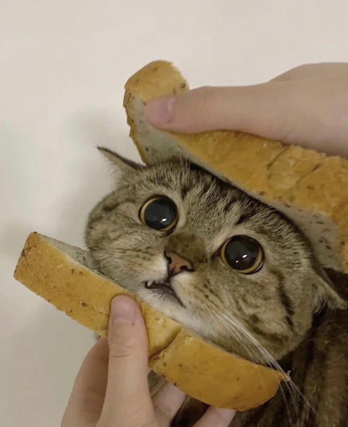 What Kind Of Sandwich Is This 9GAG What Kind Of Sandwich Is This 9GAG