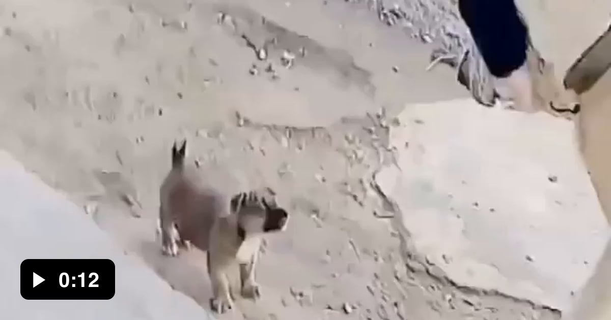 Angry little thing - 9GAG