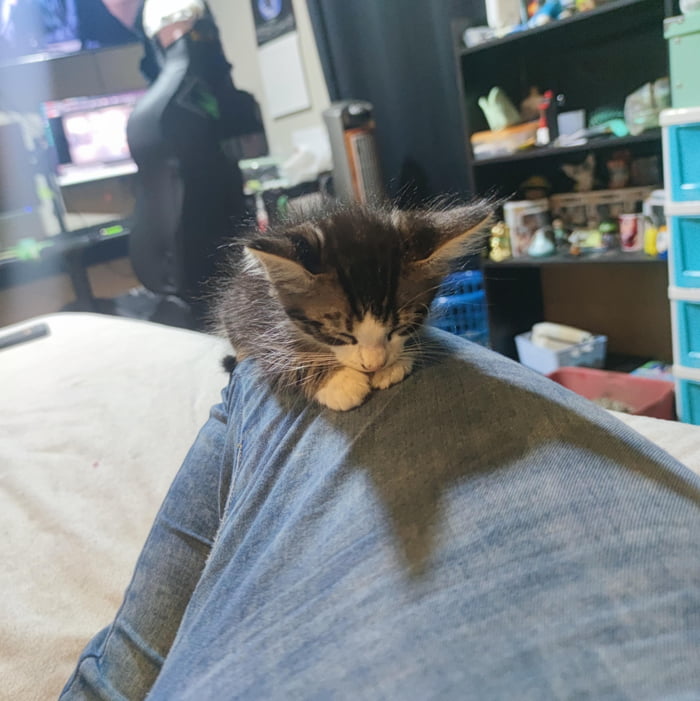 Super smol sleeping - 9GAG