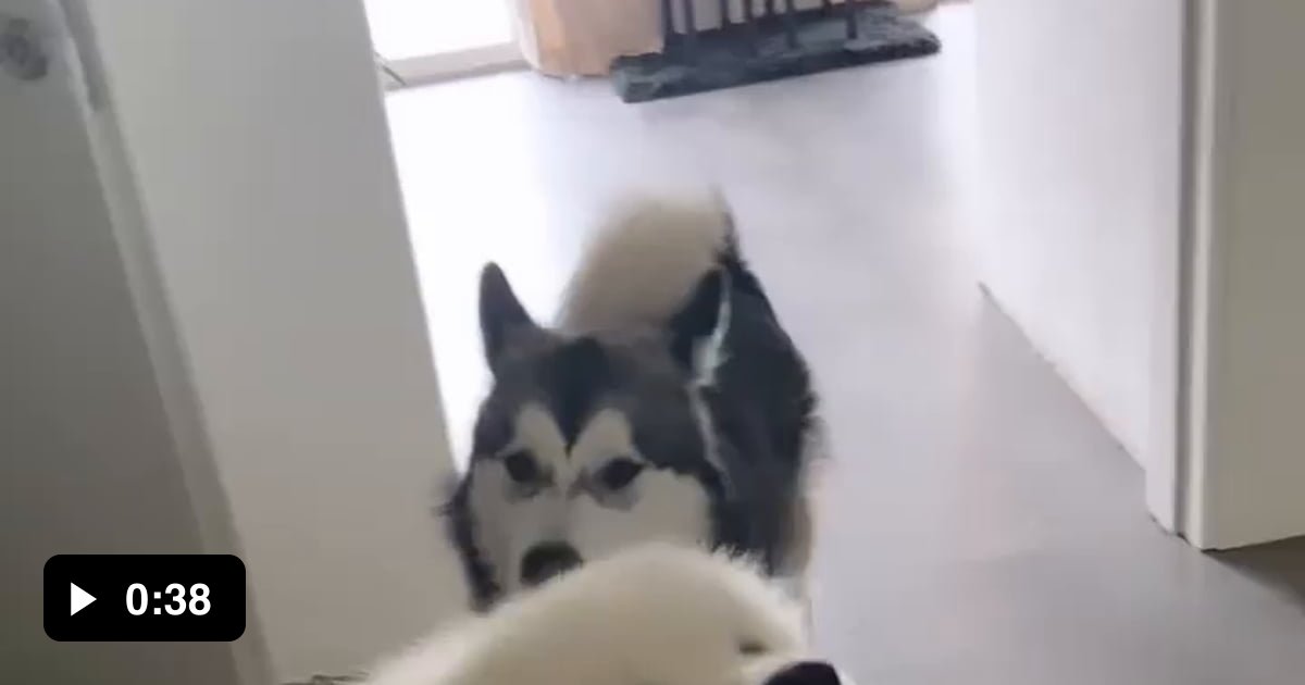 Its a sad song in awoo language.. - 9GAG