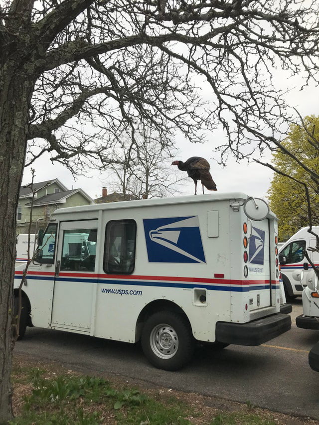 Postal Turkey Controller Of Mail 9GAG postal-turkey-controller-of-mail-9gag