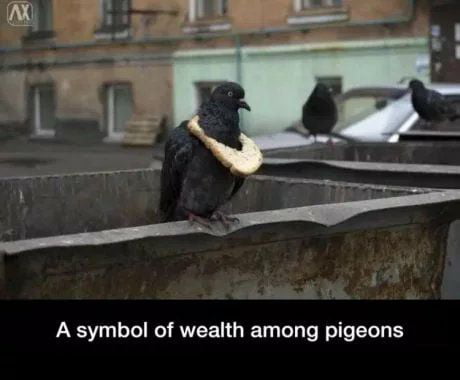 I like how the other pigeons are jealous of this rich dude – I LOVE ...