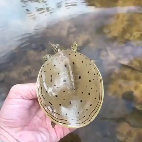 Soft shell turtle are well speedy - 9GAG