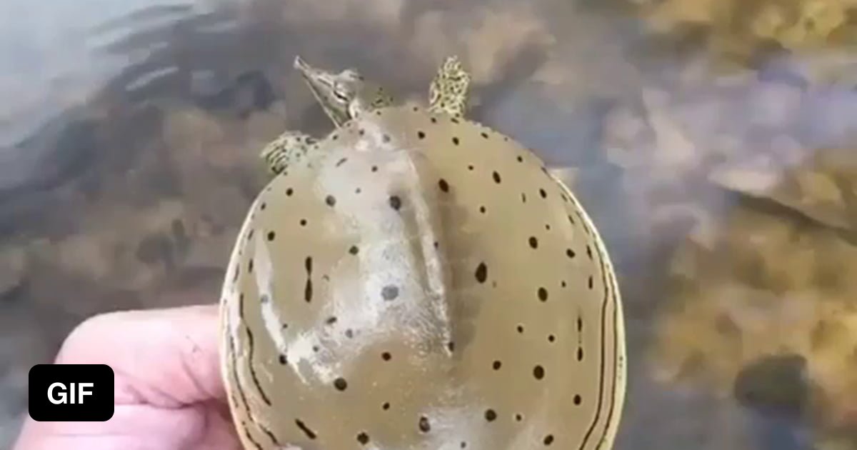Soft shell turtle are well speedy - 9GAG