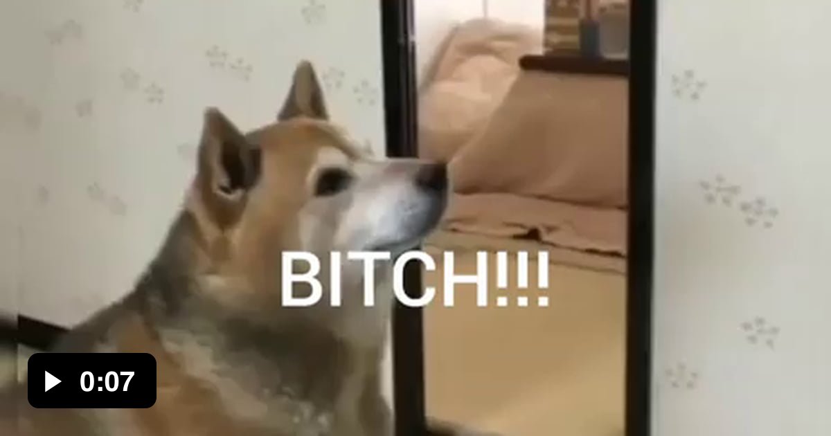 Bad doggo - 9GAG