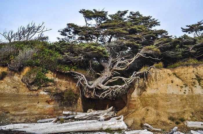 Tree of Life in Kalaloch, WA had nearly all of its roots exposed due to ...