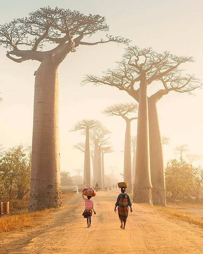 Baobab trees. - 9GAG