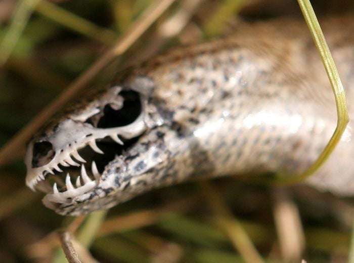 Skull of the slow worm - 9GAG