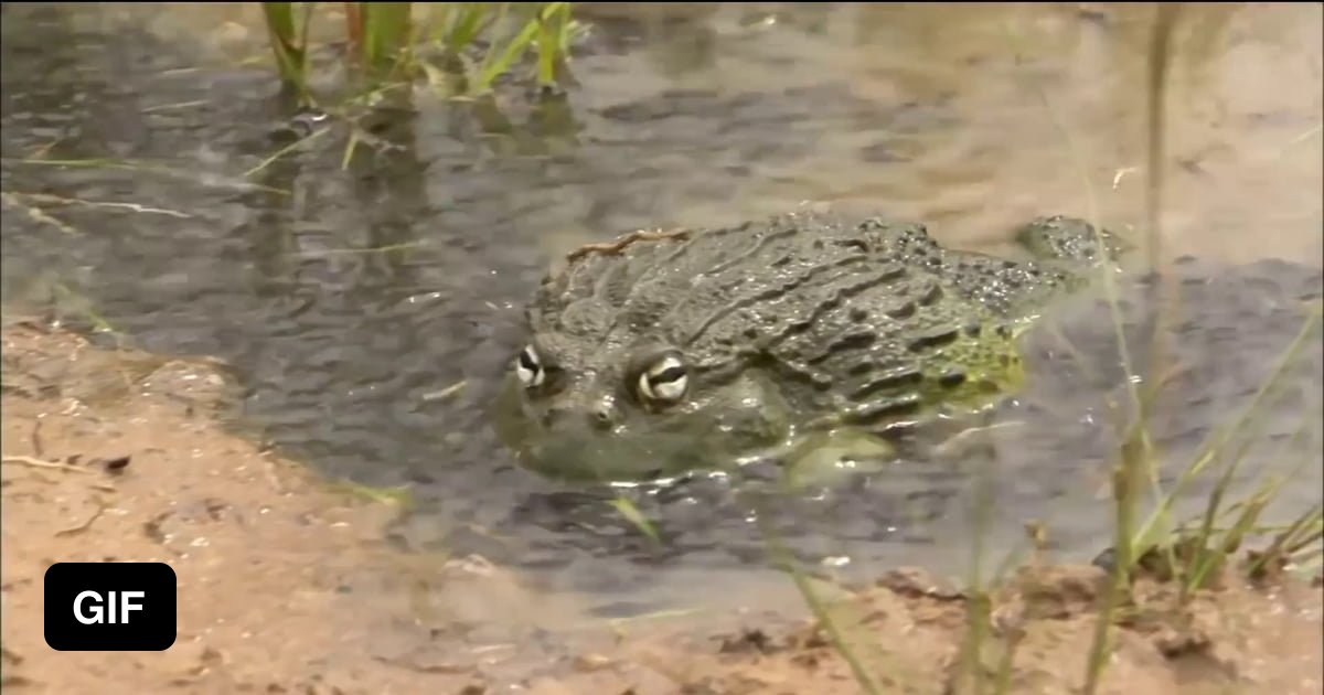 🔥 African Bullfrog notices his tadpoles are in danger of drying up, so ...