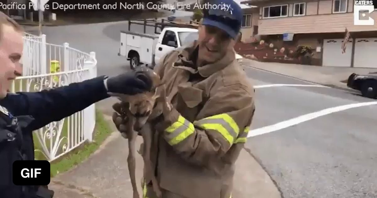 Pacifica Police and Fire Department Stuff a Poor Helpless Fawn in a ...