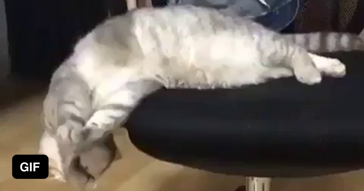 Cat falling off chair - 9GAG