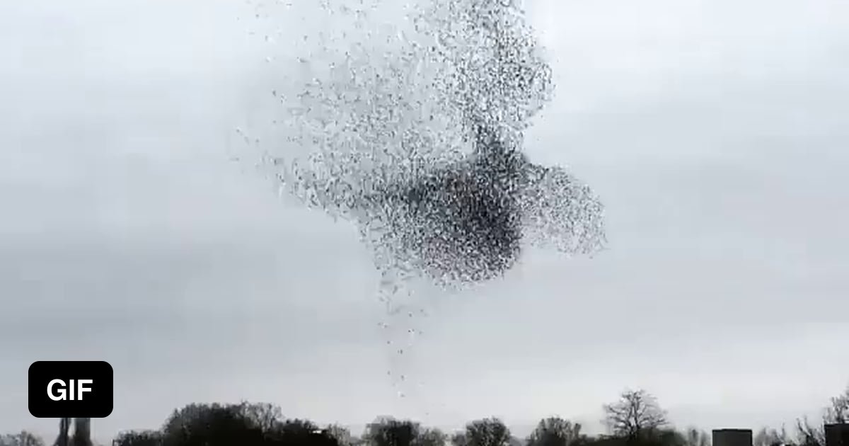 Bird formations - 9GAG