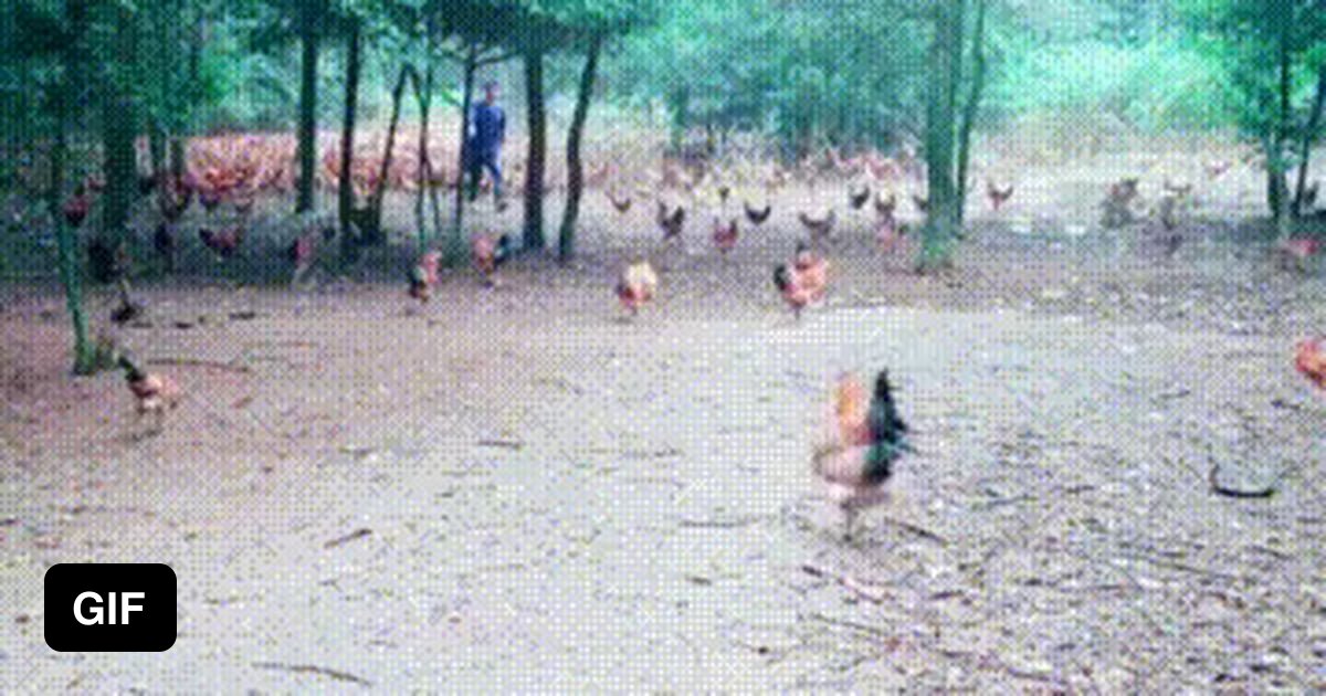 Leading your chicken army into battle. - 9GAG