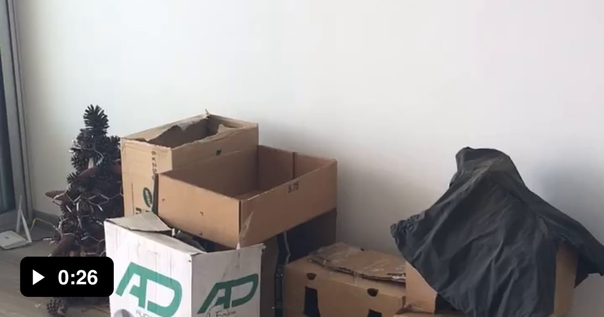 Cardboard boxes for Cats Kings - 9GAG
