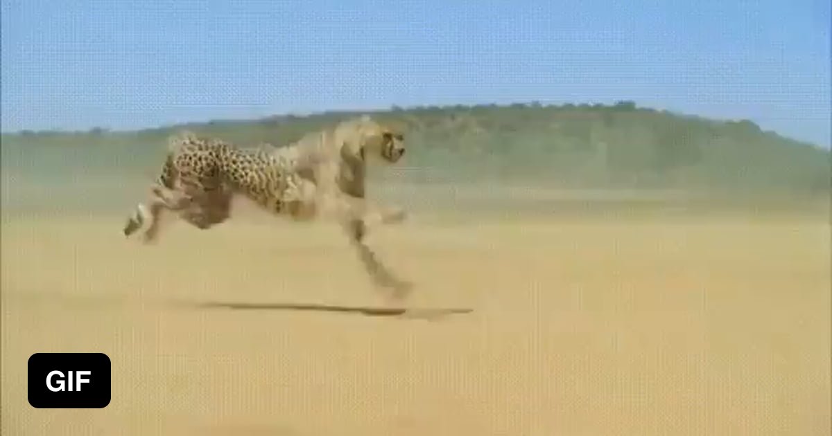 The fastest Cheetah ever recorded was named Sarah. In 2012, then 11 ...