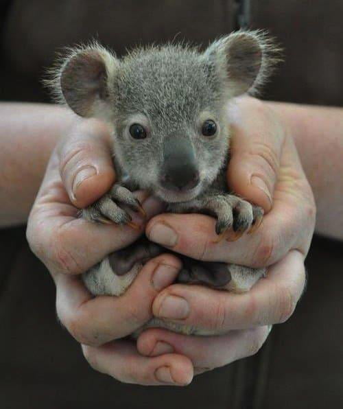 A koalas brain is only 0.2% of its own body weight! - 9GAG