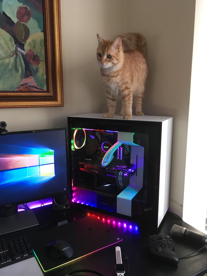 I was going to post pictures of my revamped setup but my cat had other ...