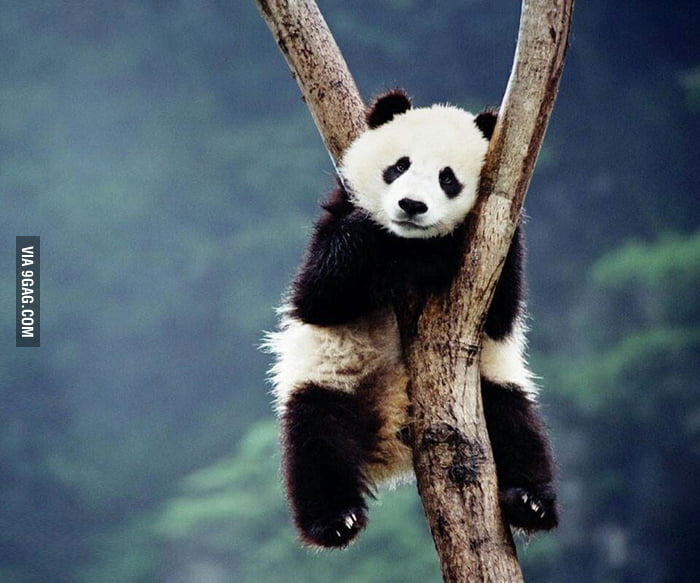 9gag ,Be like a panda . - 9GAG