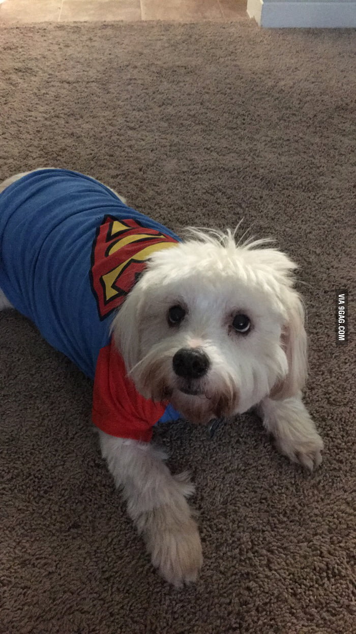 Super Dog - 9GAG