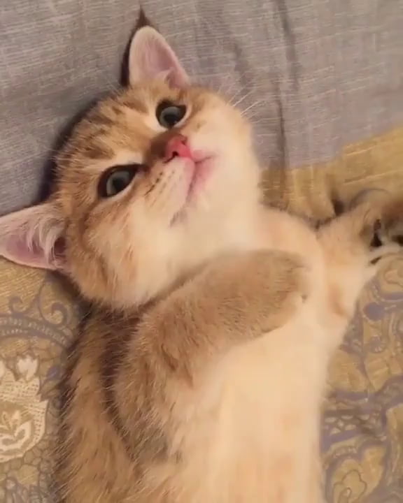 Watcha thinkin bout? -- idk, cat stuff, I guess - 9GAG