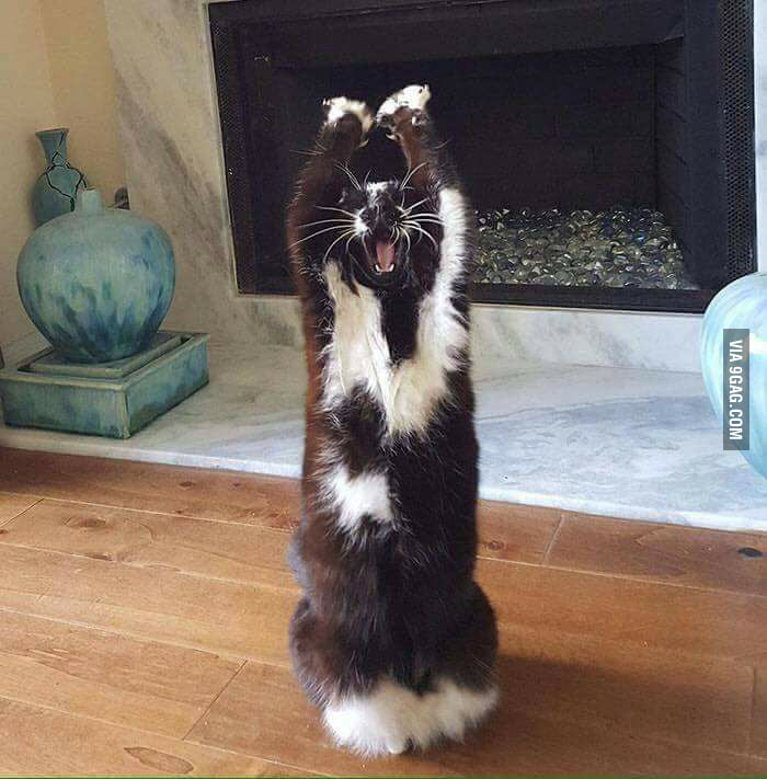 The cat is trying to summon satan! 😱 - 9GAG