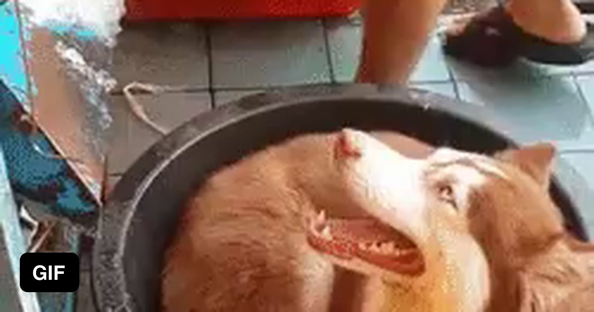 Stay cool doggo - 9GAG