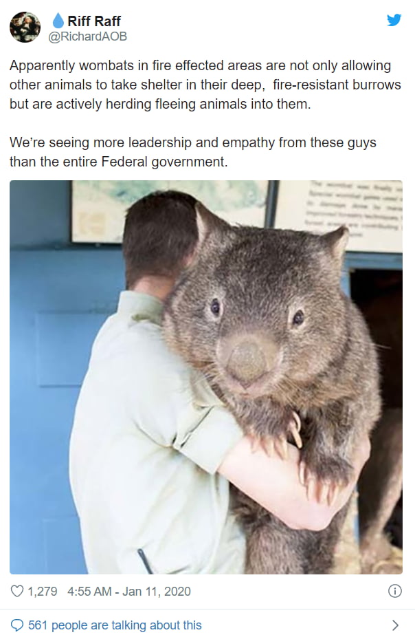 Wombat - 9GAG