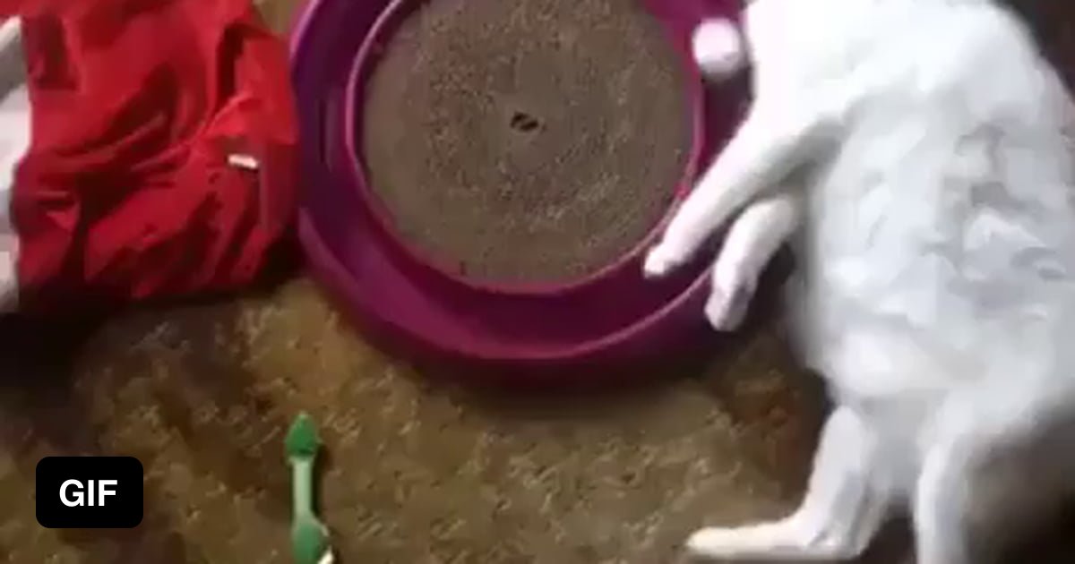 Enthusiastic cat - 9GAG