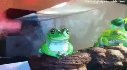 I'm warning don't touch me ? Ah FROG VIDEO - 9GAG