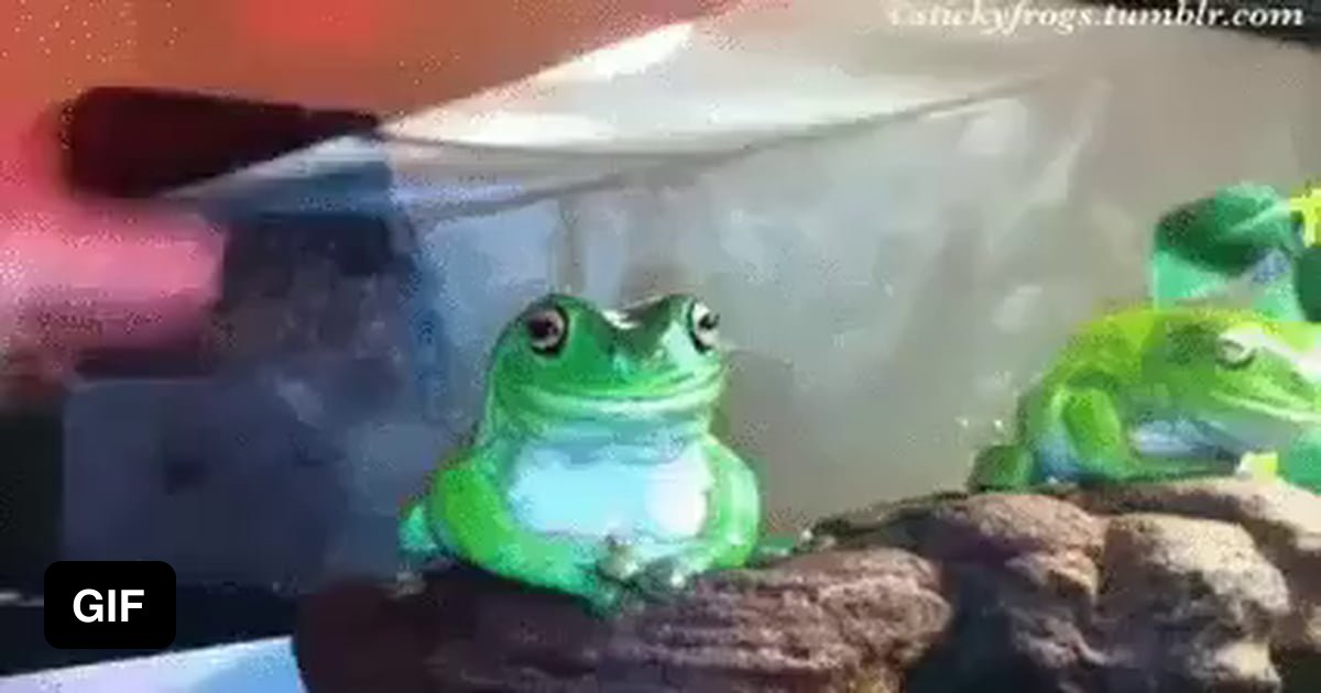 I'm warning don't touch me ? Ah FROG VIDEO - 9GAG