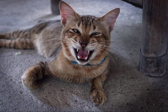 Meet lingdu ang pusang duling. - 9GAG