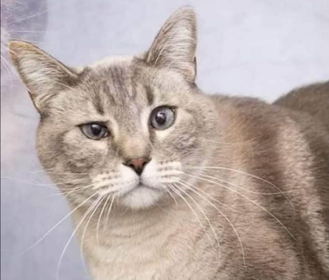 Judging cat? Yes/no - 9GAG