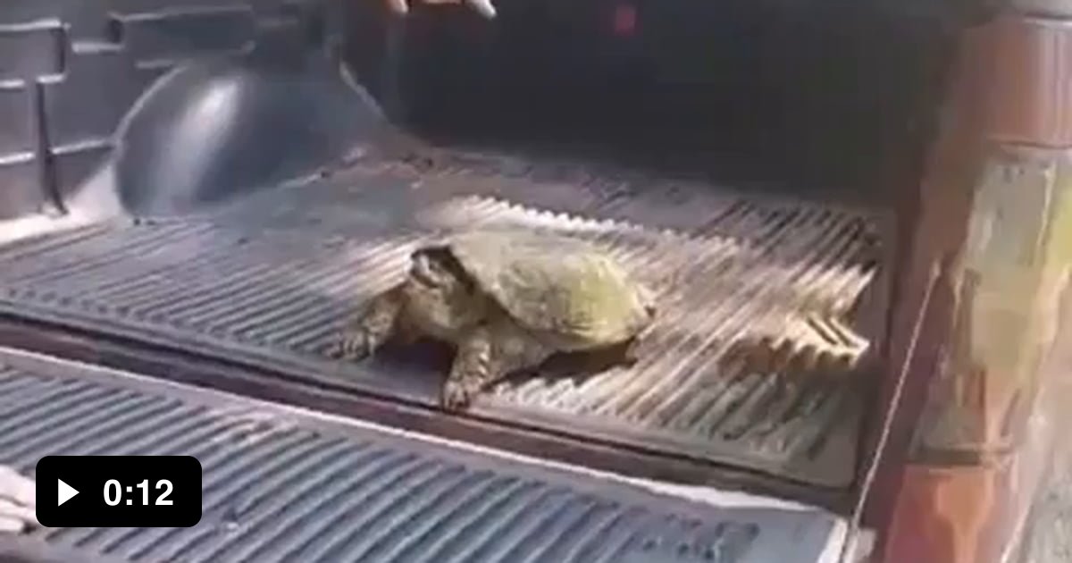Petting a wild snapping turtle like it's some cute dog - 9GAG